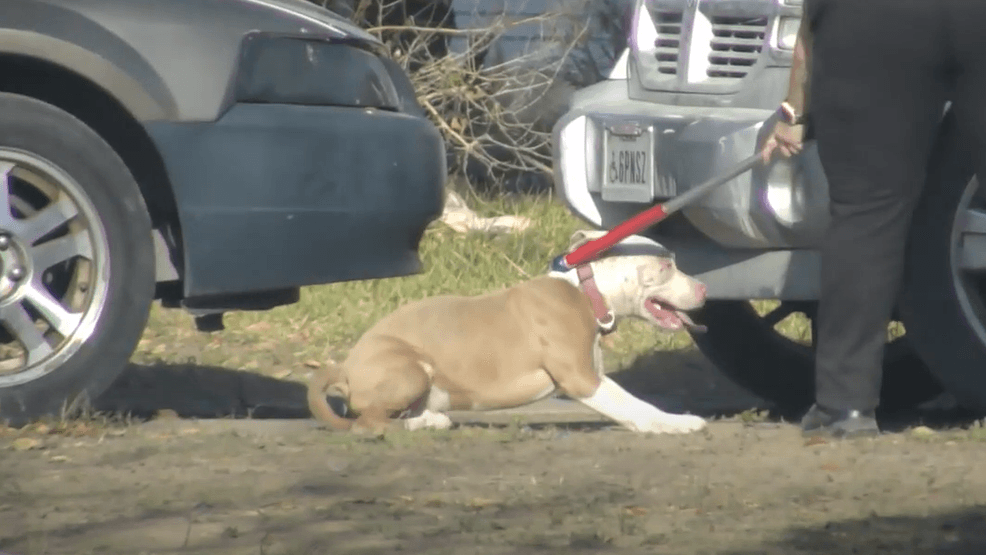 Woman recovering after pit bull attack; neighbors say it's not the ...