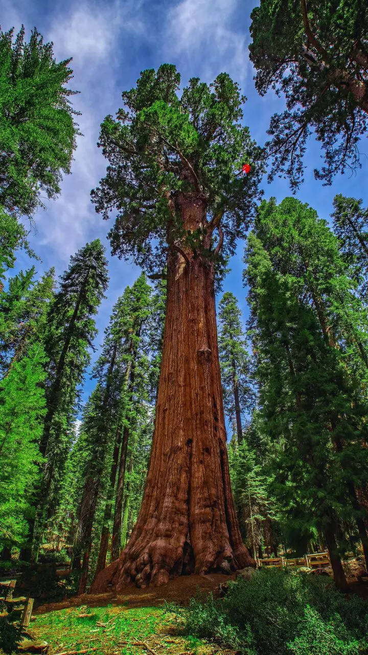 9 oldest living trees in the world and where to spot them