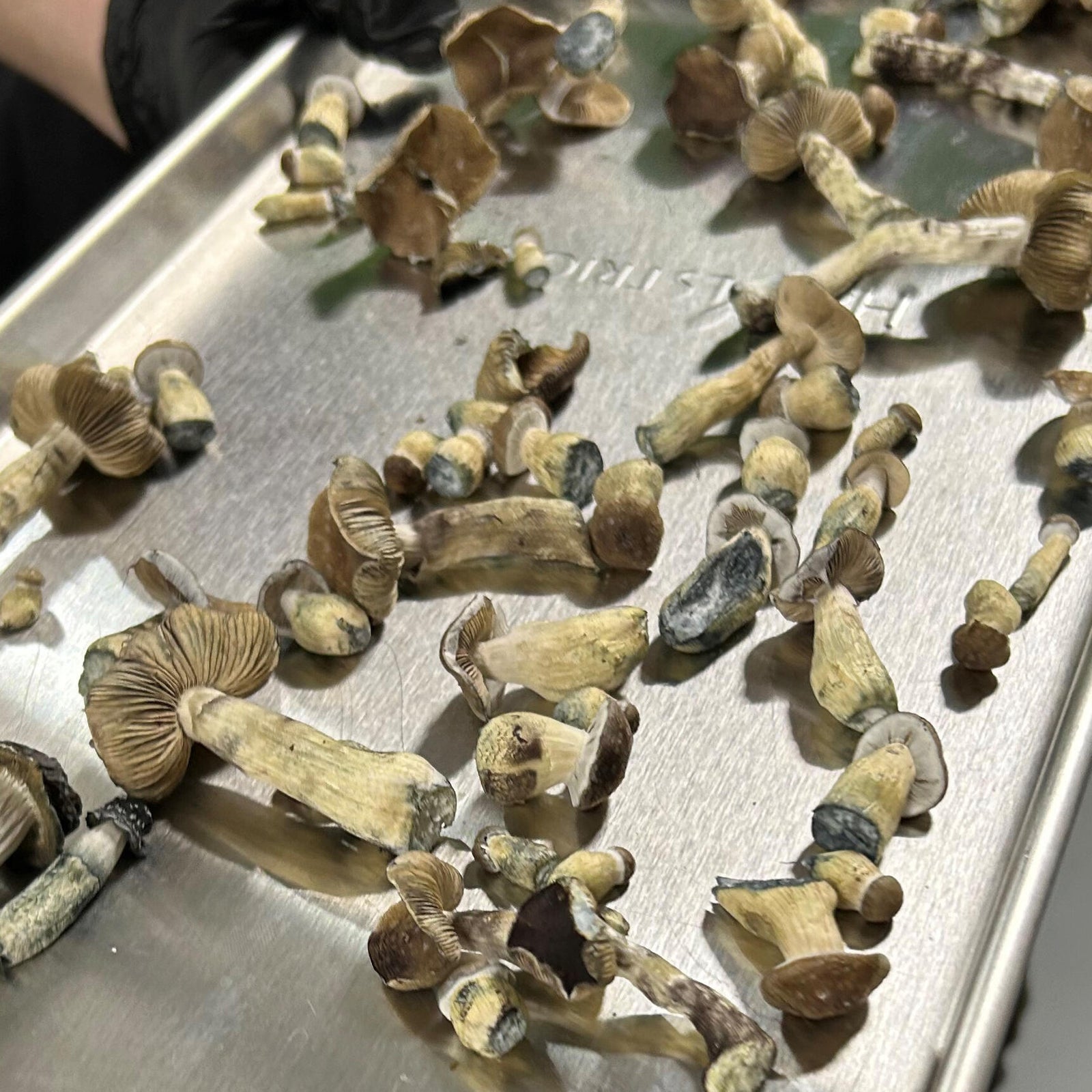 The Colorado psychedelic mushroom experiment has arrived
