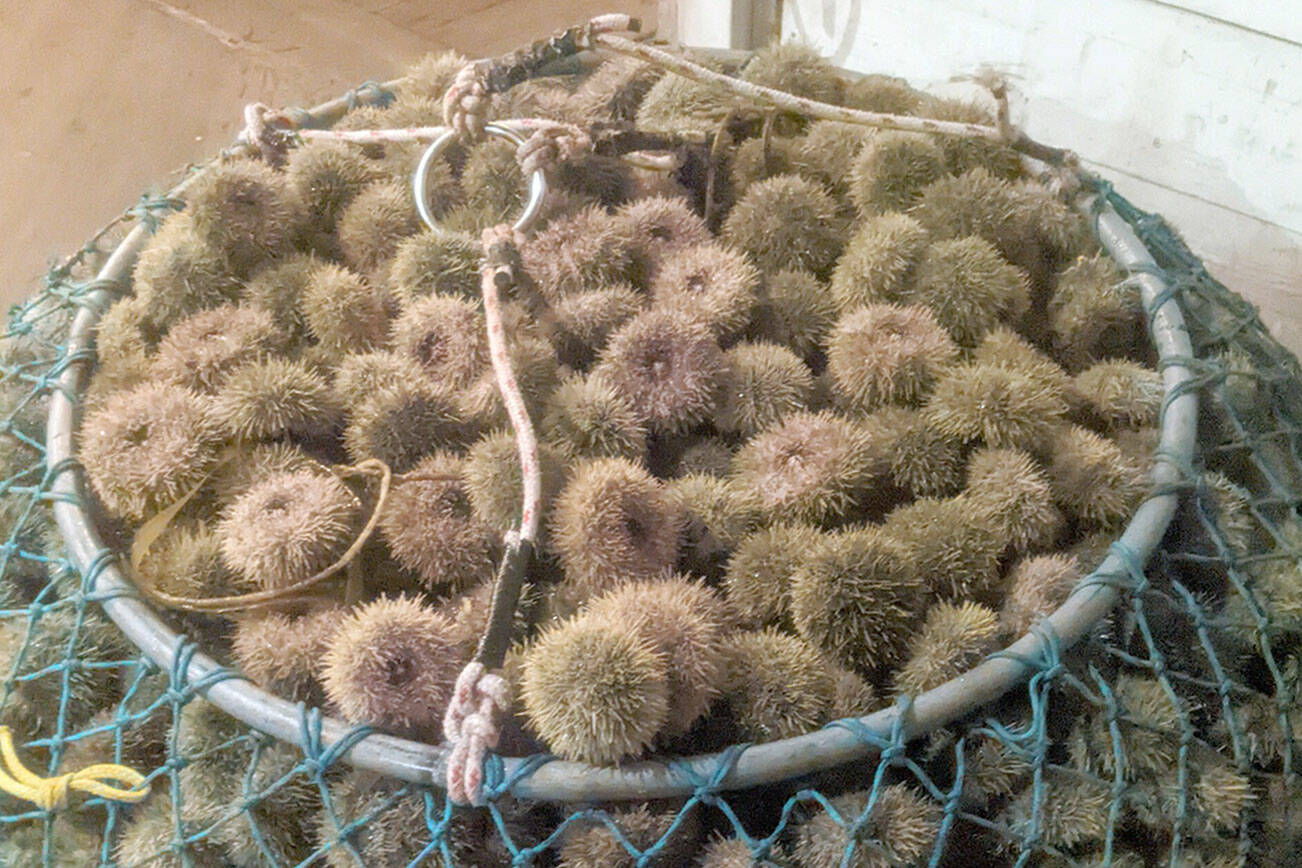 Company probed for urchin harvest