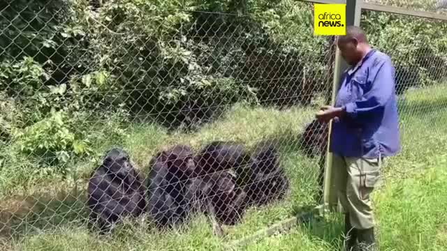 At this primate rehabilitation centre in DRC, keepers are struggling to ...
