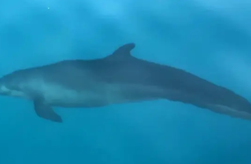 WATCH: Rare pod of false killer whales spotted near Herzliya
