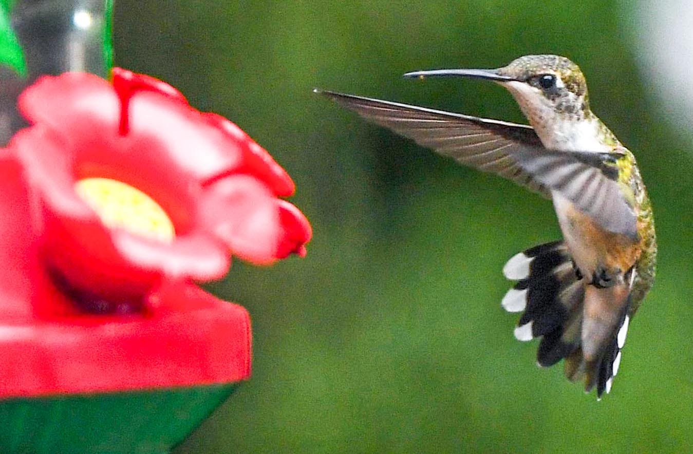 Hummingbird migration 2025: What to know about maintaining feeders in ...