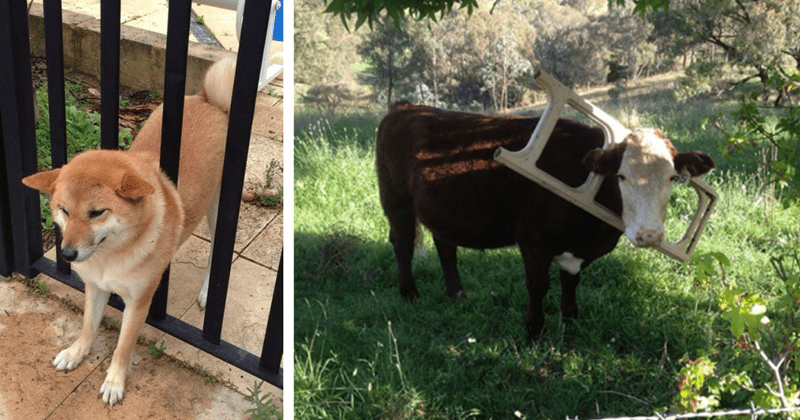 Help plz, Hooman: Excellent Images Capturing The Exponential Humor Of ...