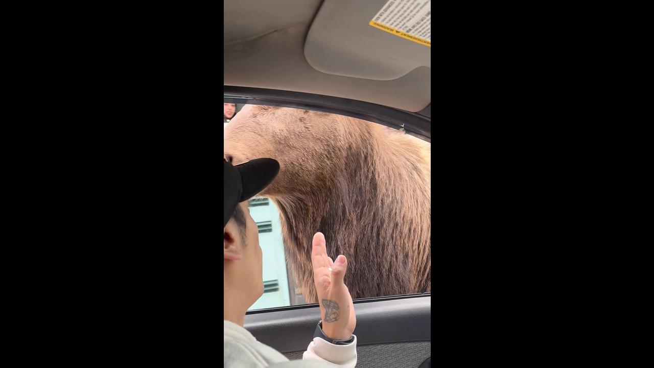 Young Elk Inspects Car
