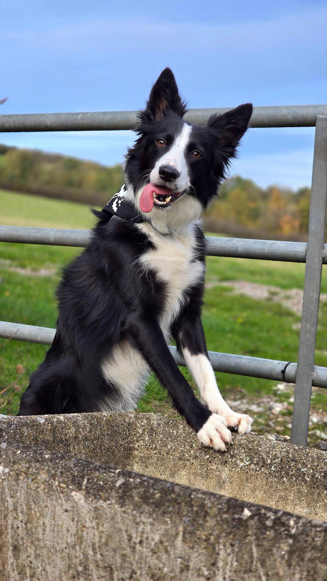 Leeds dog makes national shortlist to be the face of leading dog food ...