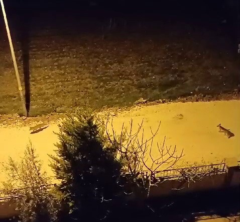 Tilkiler şehir merkezine indi