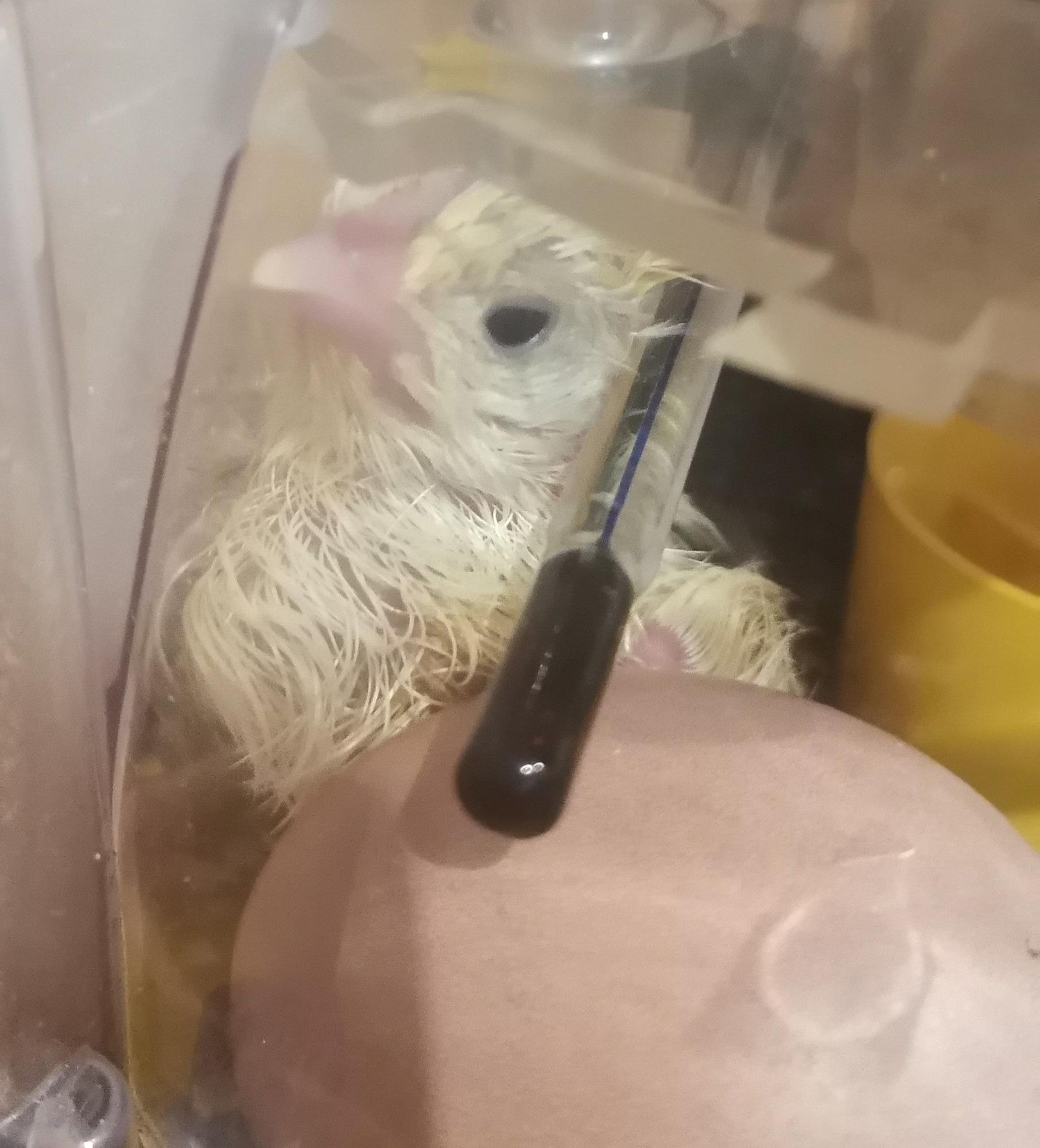 Beverley care home welcomes baby chicks!