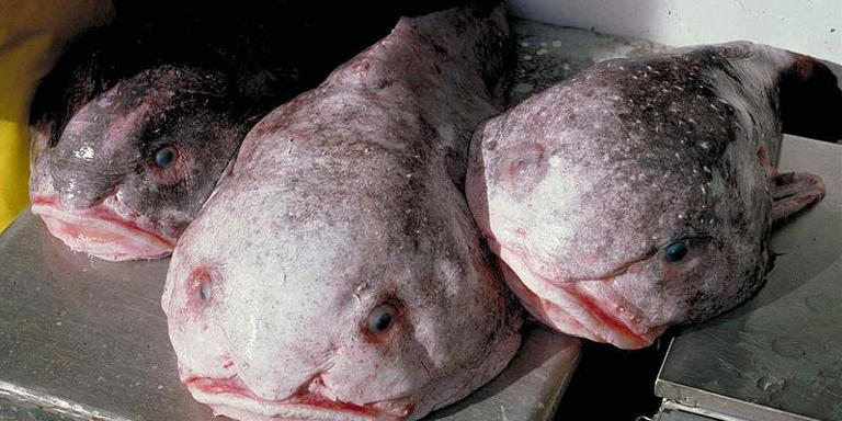 Världens fulaste djur gör comeback – vinner tävling