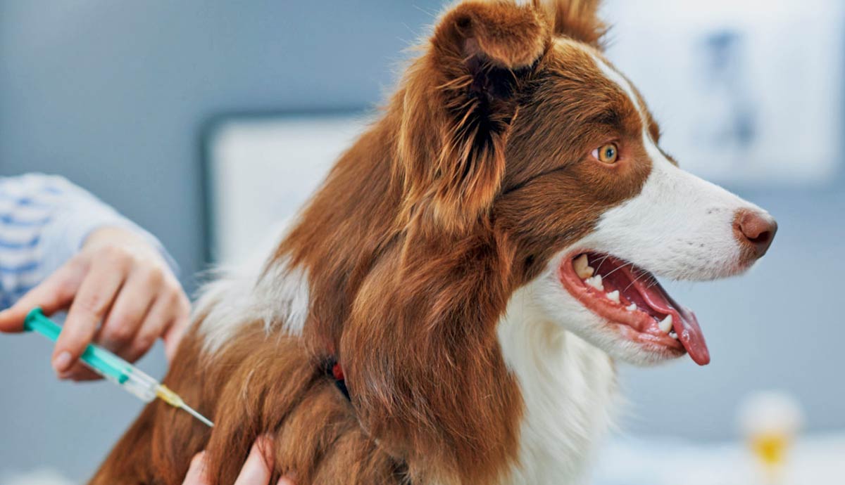 Pet Poison: How to Respond to Drug Toxicity in Pets