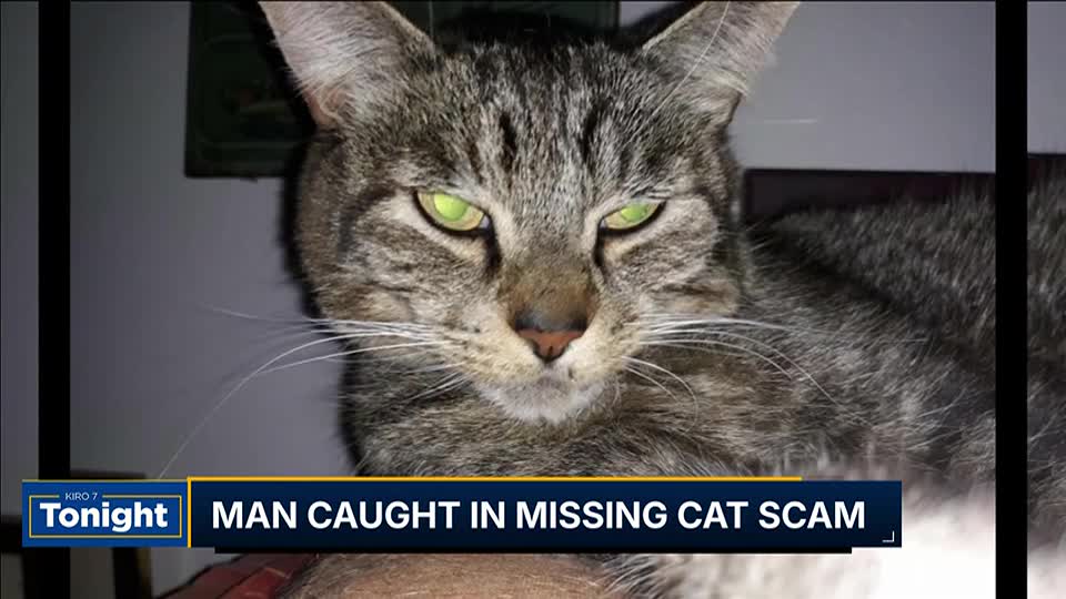 Seattle man caught in missing cat scam