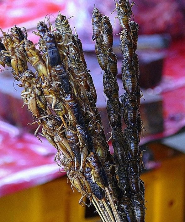5 edible insects people around the world eat