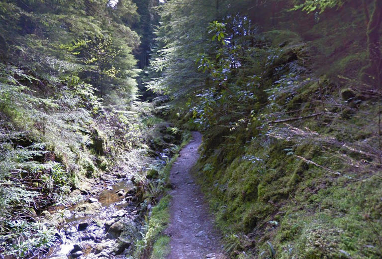 The stunning forest walks and adventure trails in Scotland still closed ...