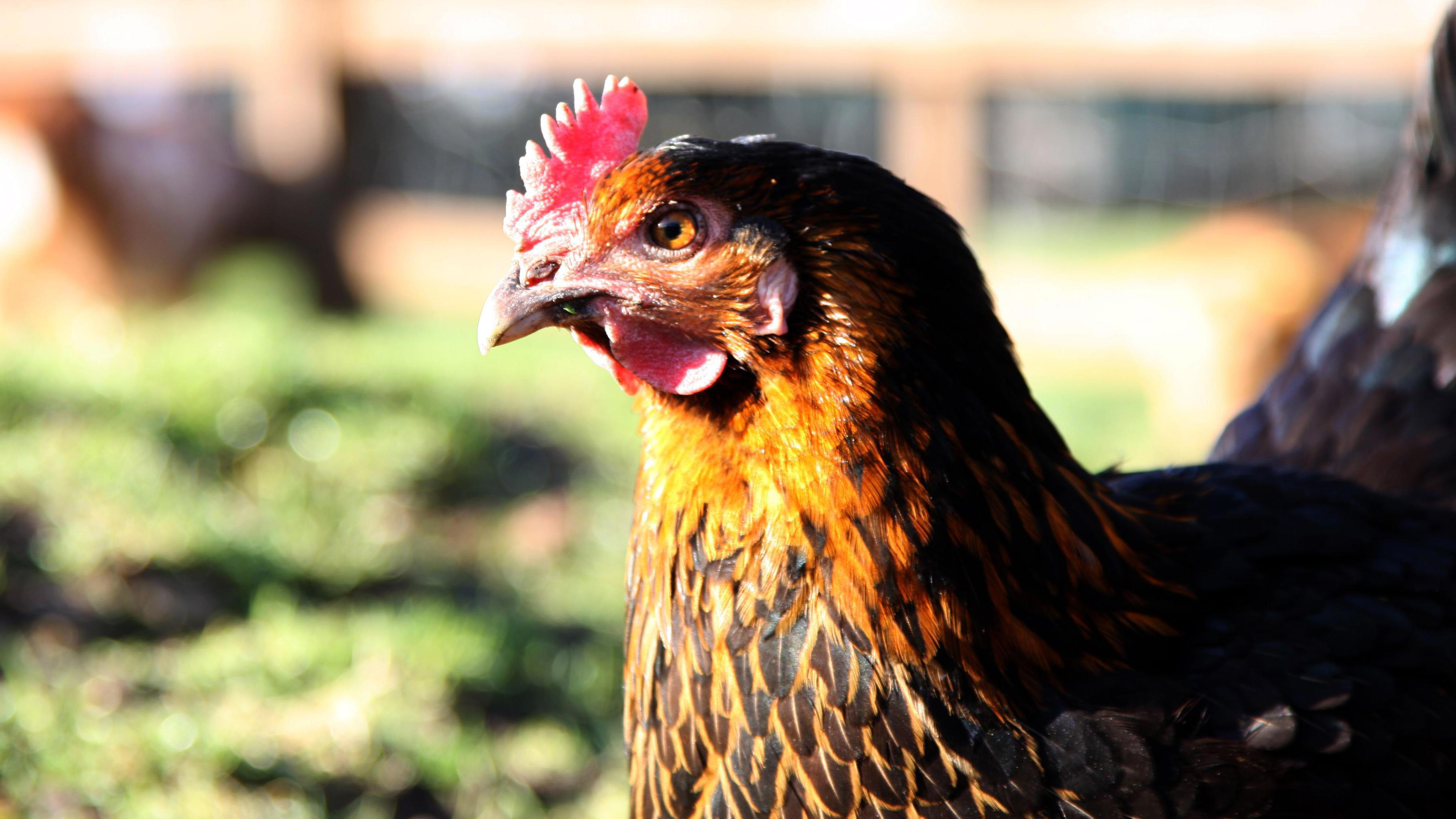 Plans hatched for large egg farm with 32,000 hens Plans hatched for large egg farm with 32,000 hens