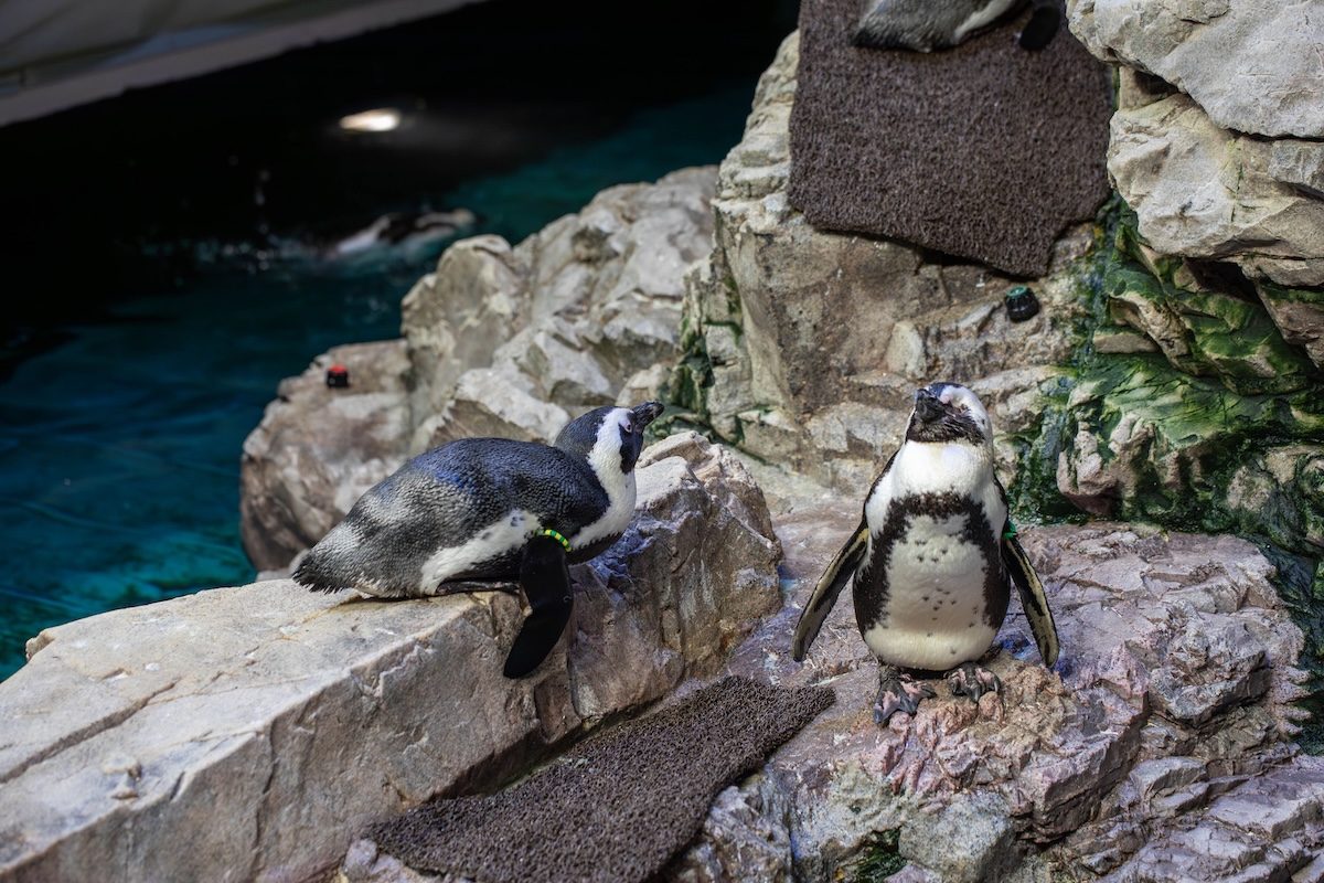 New England Aquarium opens penguin retirement home