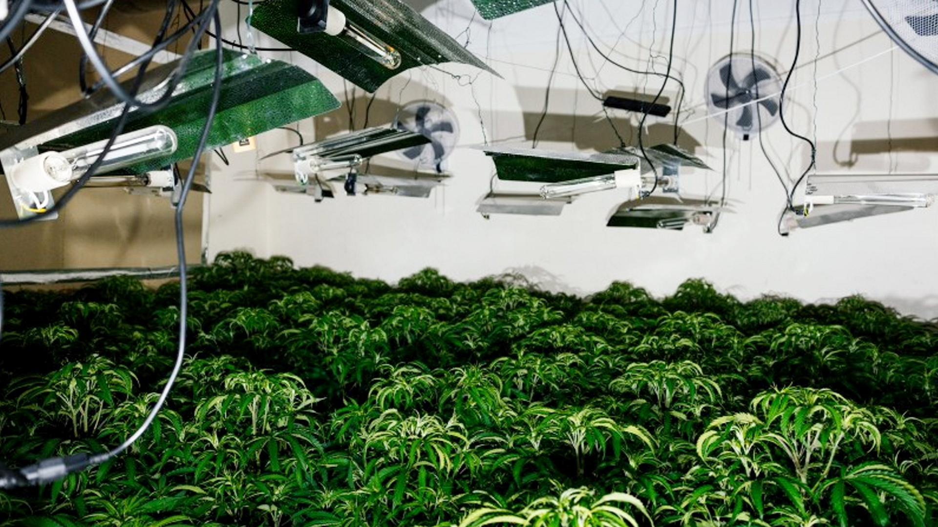 £1m cannabis farm discovered inside huge country house in quiet village