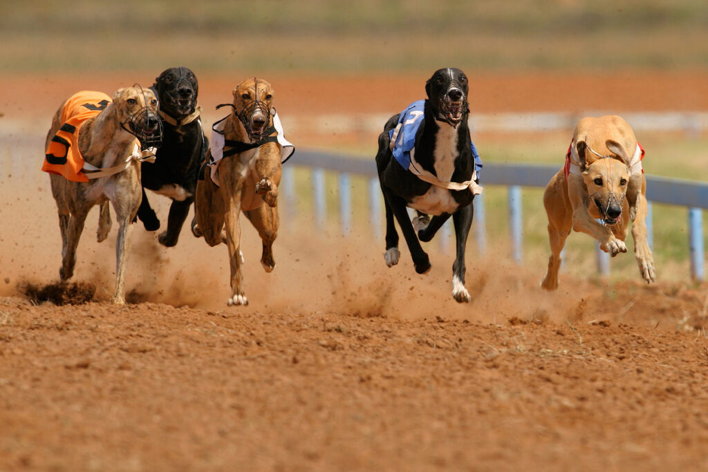 5 U.S. States Leading the Fight to Ban Animal Racing – Is It Time to ...