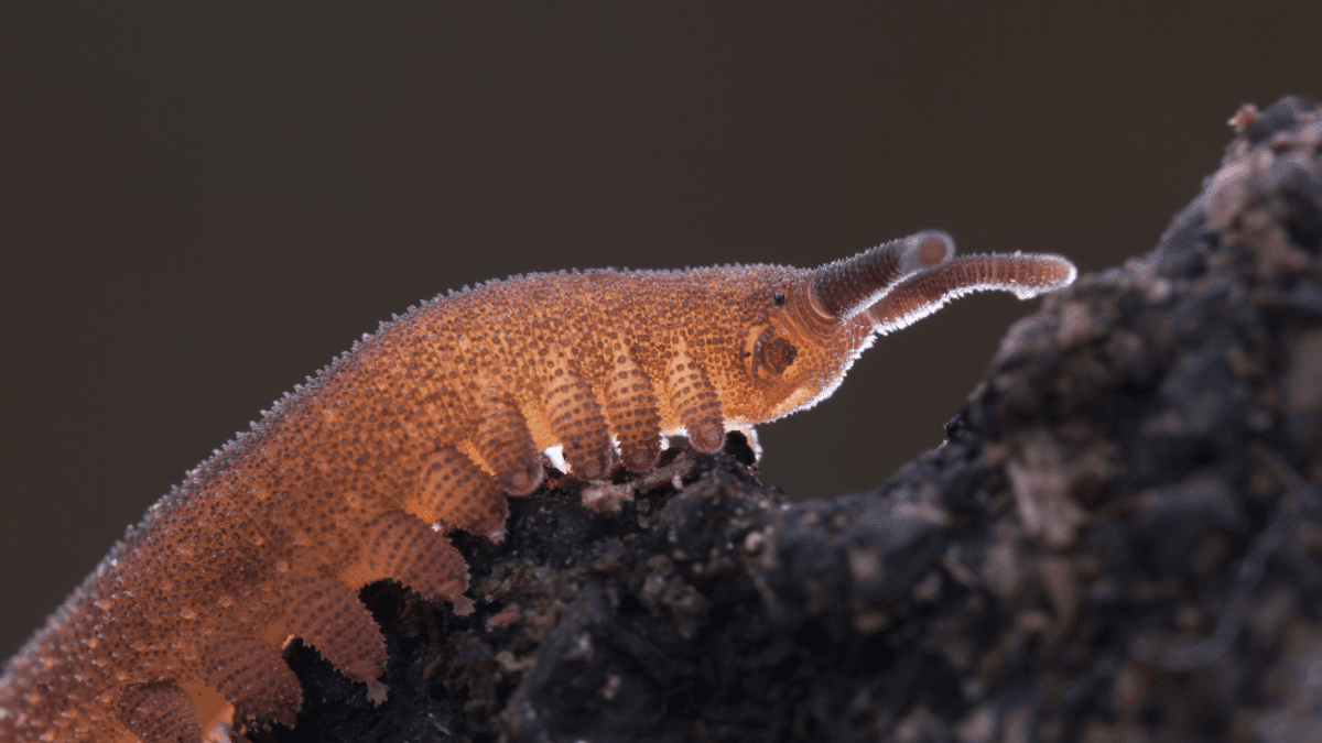 Velvet Worms' Deadly Projectile Slime Unleashes Surprising Protein ...