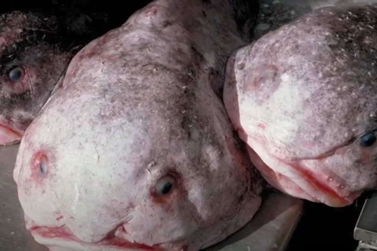 Blobfish’s remarkable comeback story, from ‘world’s ugliest animal’ to ...