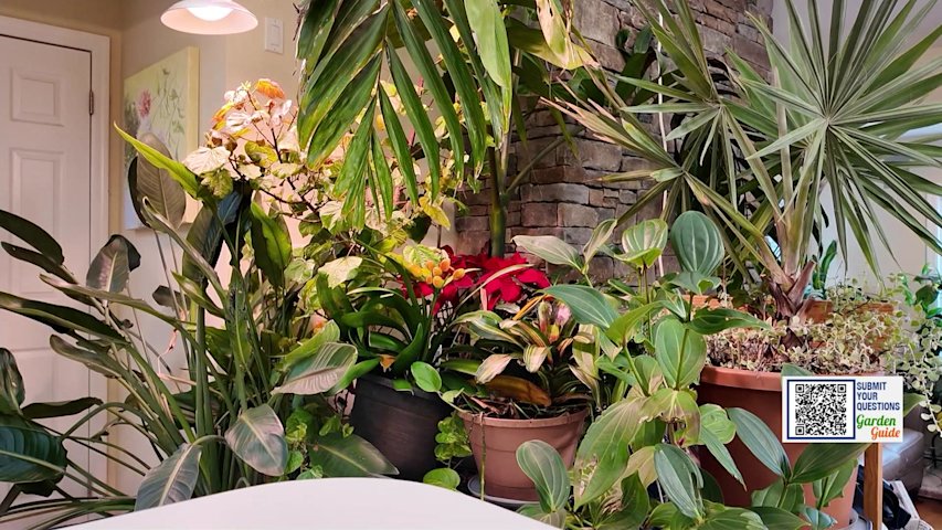 Garden Guide: The secret to reviving dry soil in your garden