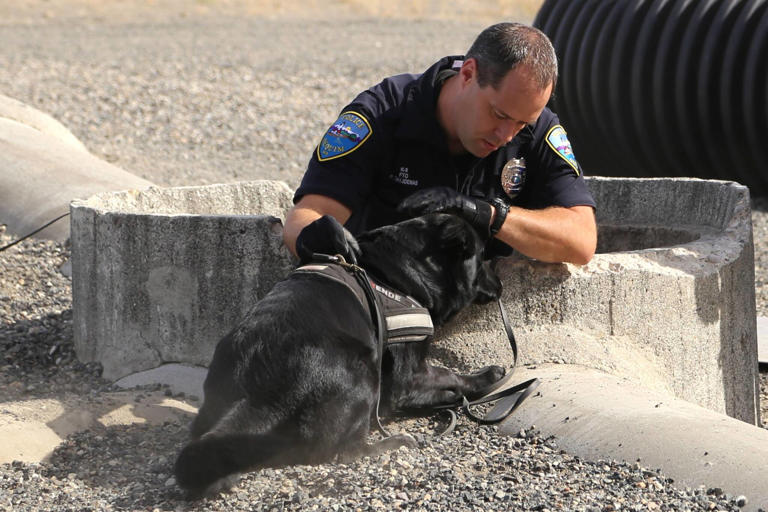 Police dog Mamba retired from Sequim service