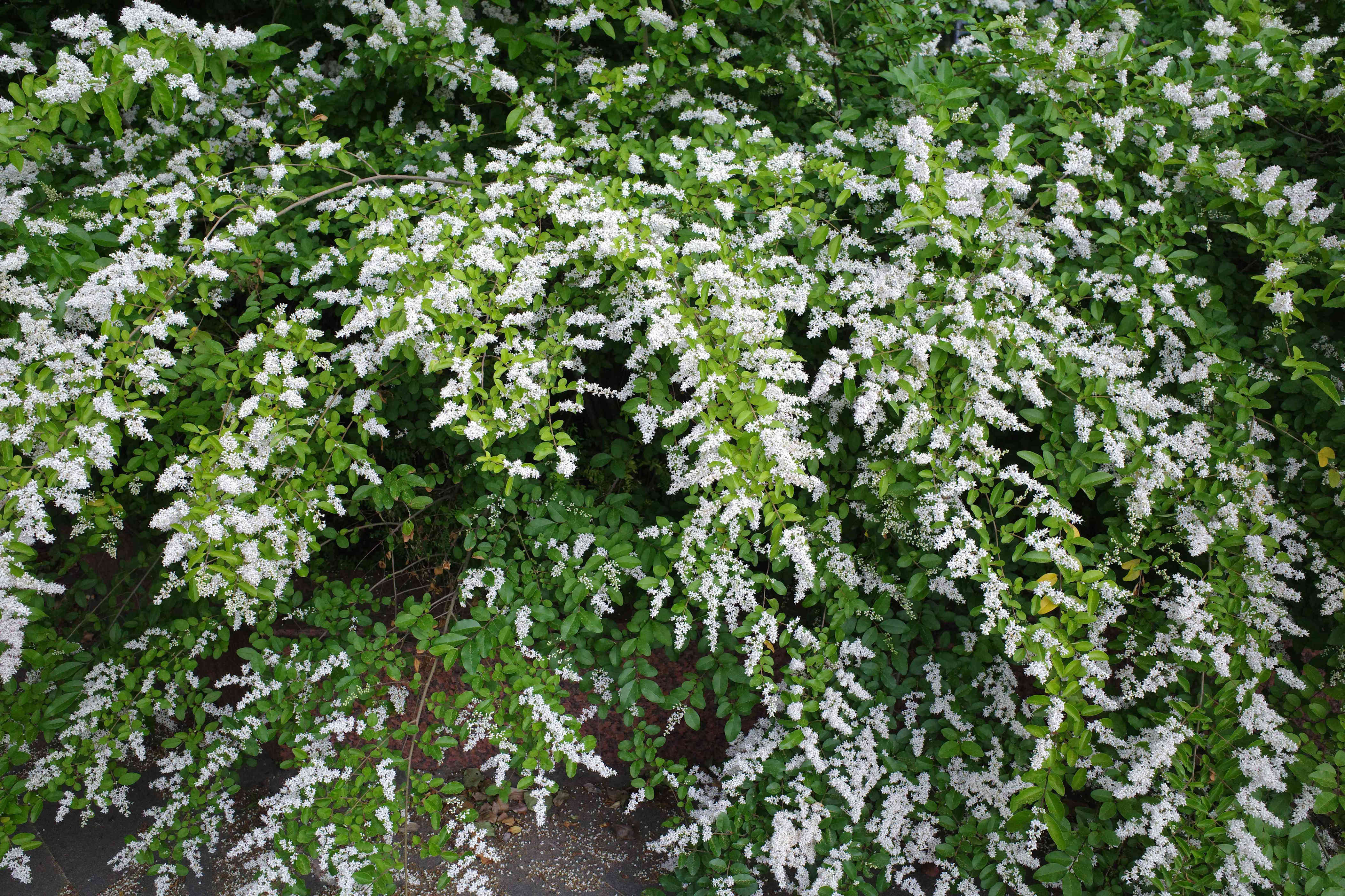 How To Get Rid Of Invasive Chinese Privet