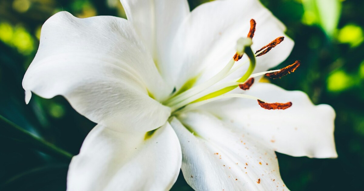 9 Signs That Your Lilies Are Struggling To Thrive