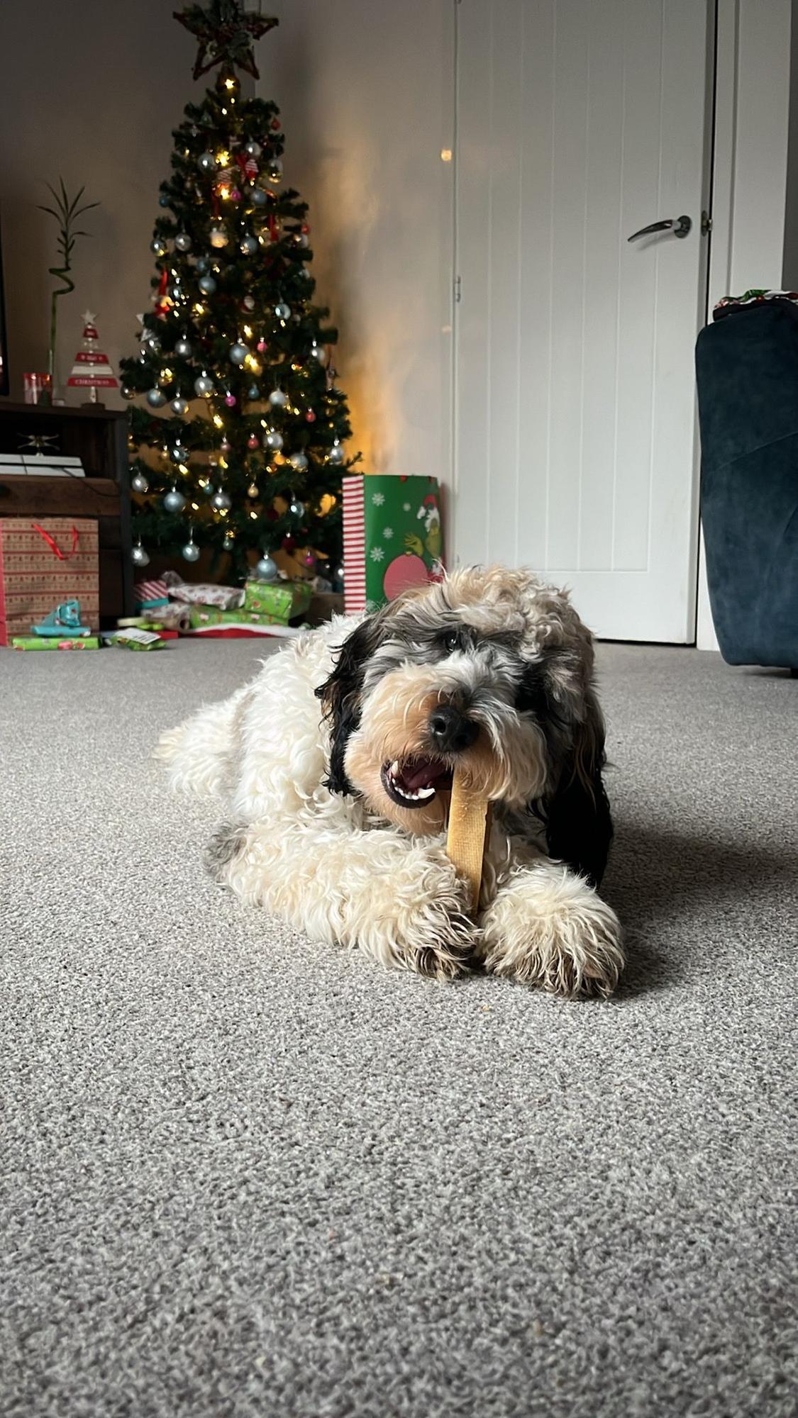 Leeds dog makes national shortlist to be the face of leading dog food ...