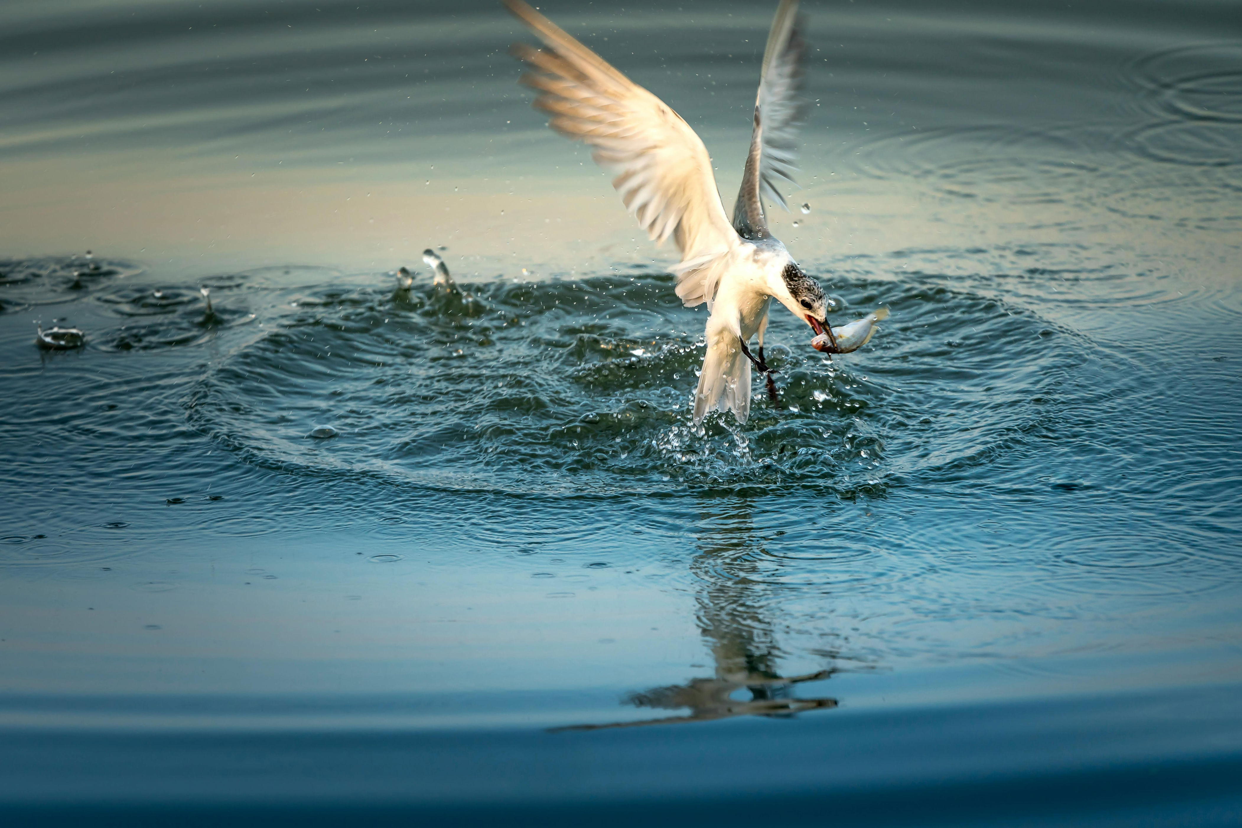 7 birds that can dive the deepest in water