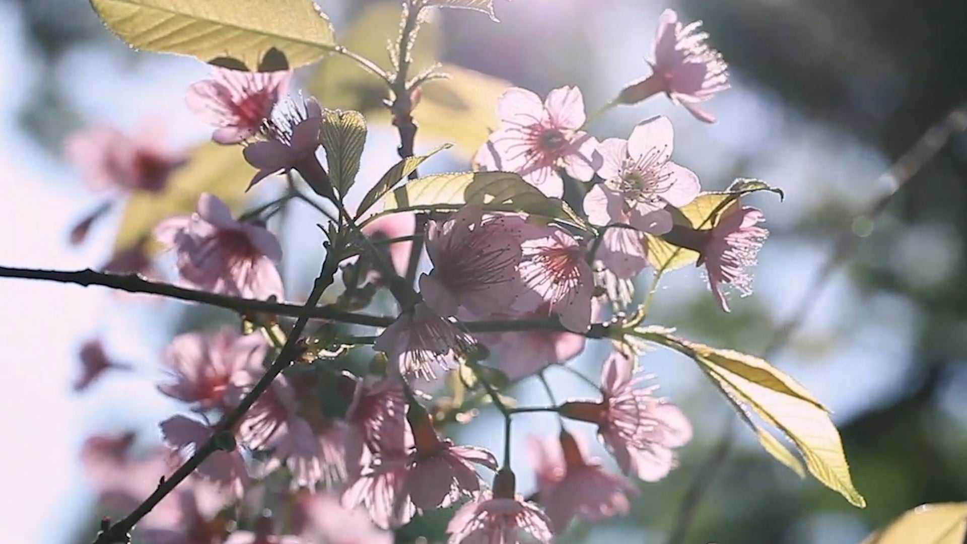 Spring Is Emerging – See If Your City Is In Full Bloom Or Still Frozen ...