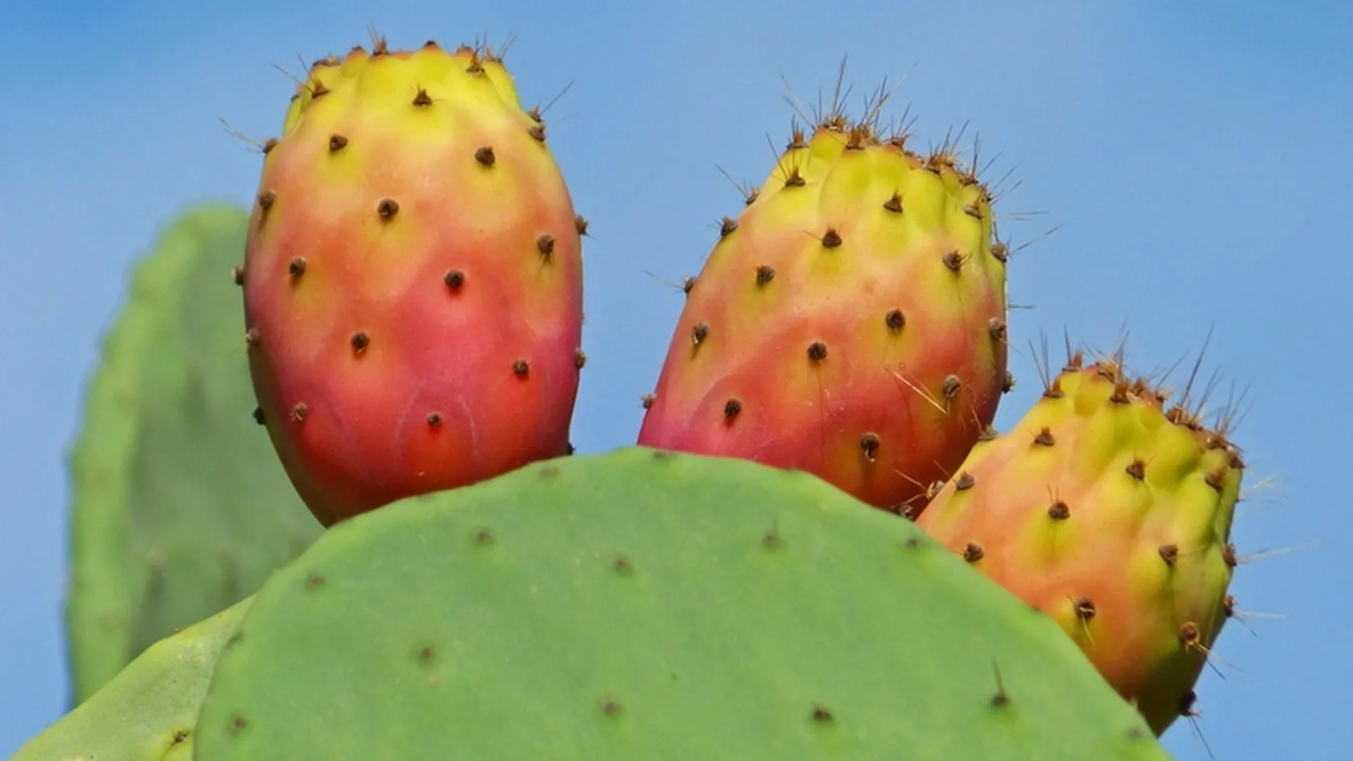 Arizona’s Cactus Fruits and Their Surprising Benefits