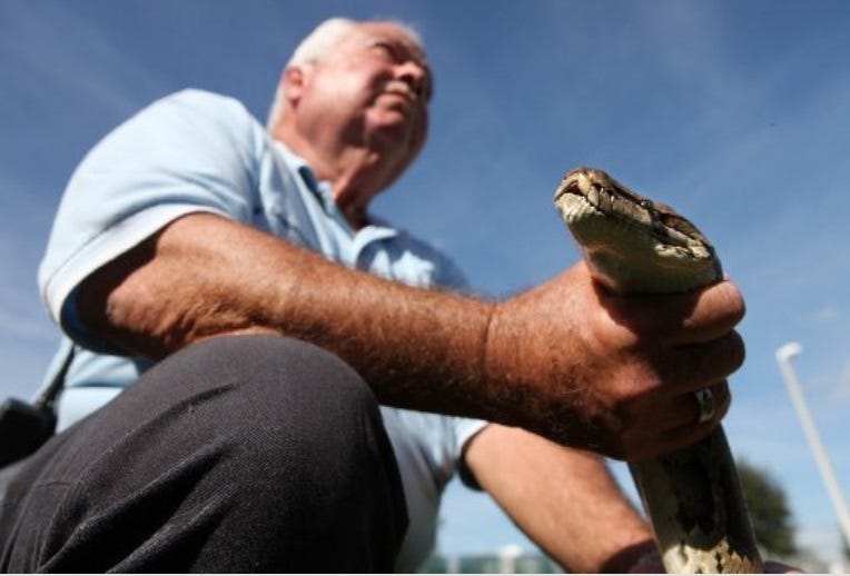 Pythons, iguanas, agama lizards: Exotic animals sightings around ...
