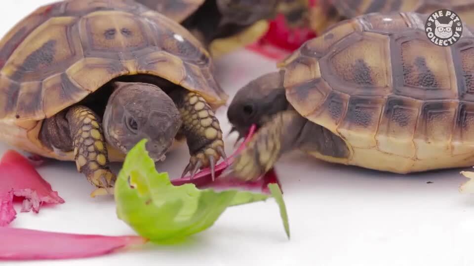 Baby Tortoises Eat Hibiscus Flower