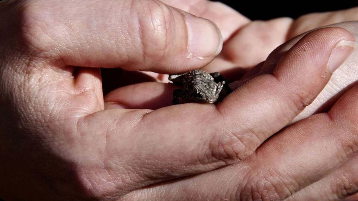 What's a 'dependent' to claim the ODC payment from the IRS