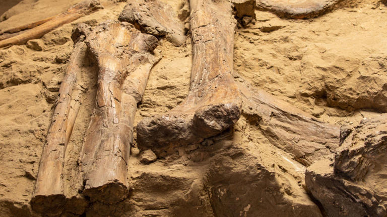 168-million-year-old plant-eating dinosaur fossil found in Morocco is ...