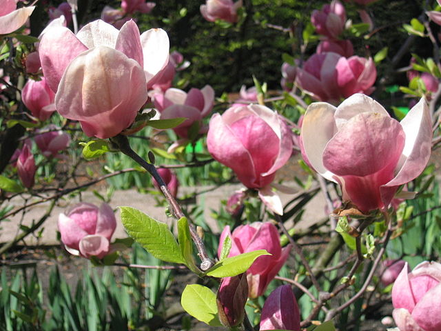 11 Tips On How To Grow And Care For Your Magnolia Trees