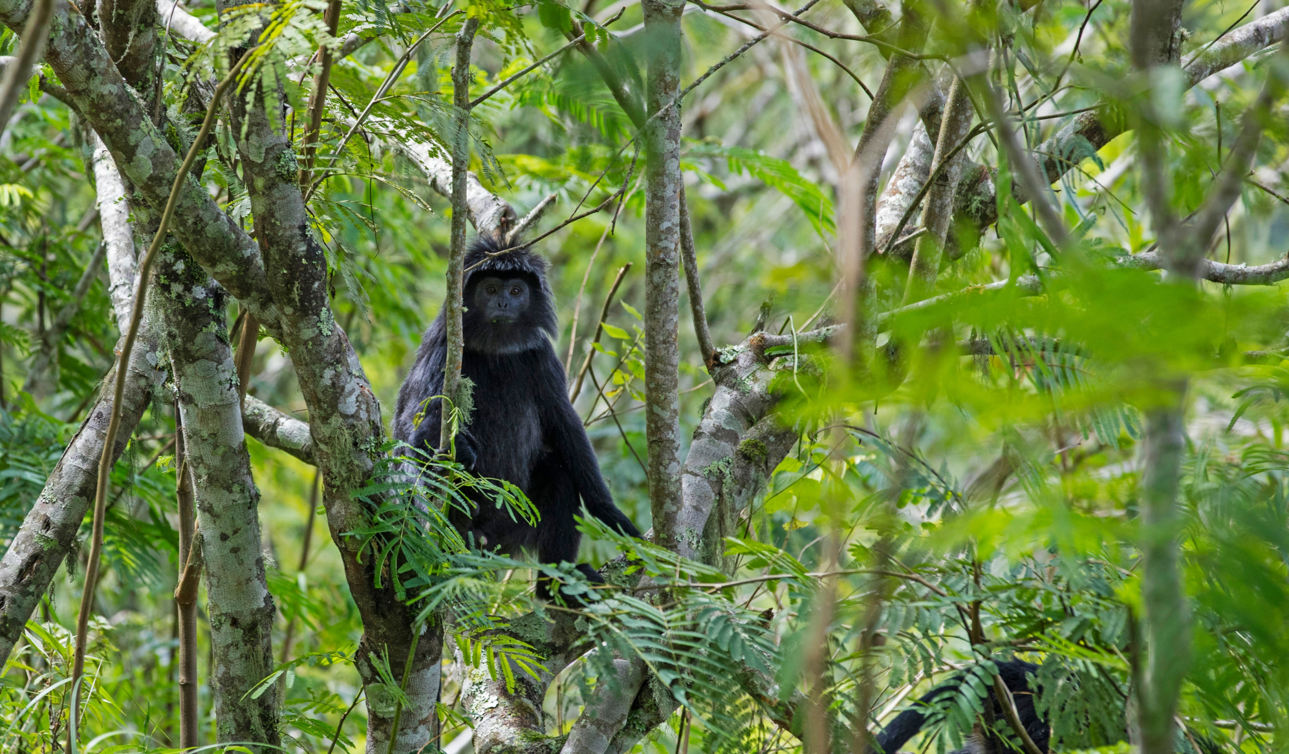 Why don't animals cross the imaginary Wallace Line?