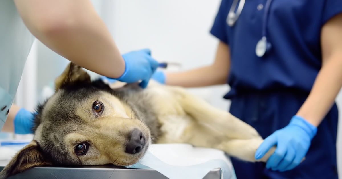 Sick Dogs: These Are the 10 Breeds Most Prone to Health Issues