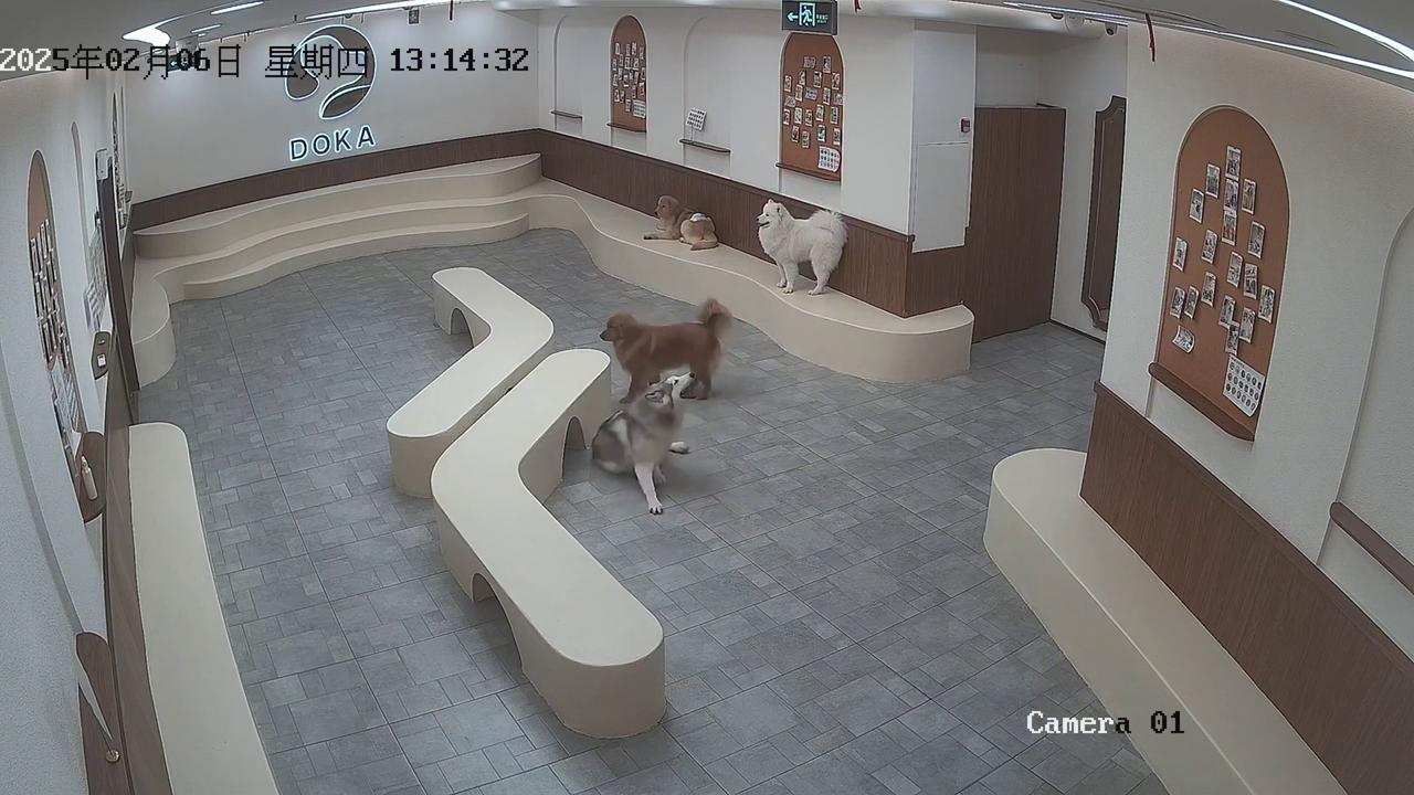 Alaskan Malamute falls and screams dramatically in Chinese dog cafe