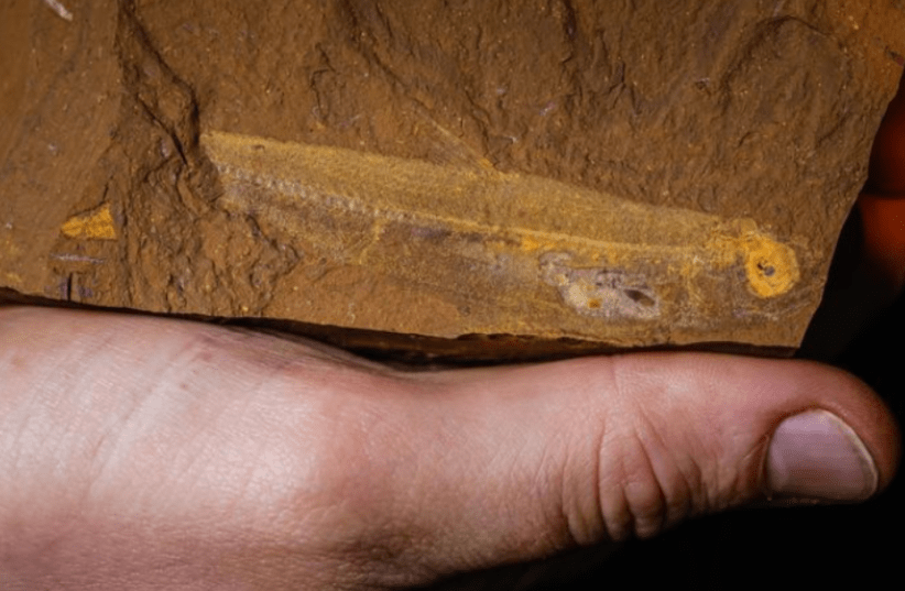Australian scientists find 15-million-year-old previously unknown fish ...