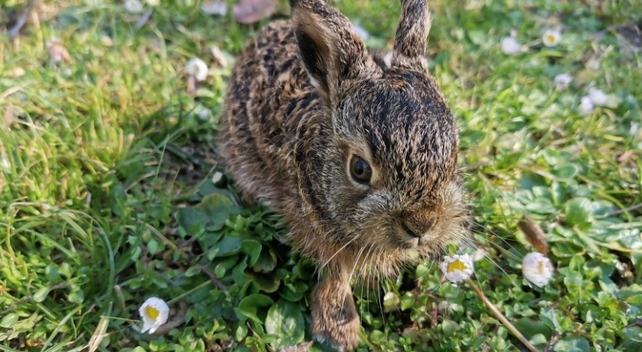 Caccia ai leprotti, Lav e Lndc fanno ricorso al Tar dopo le tre diffide ...
