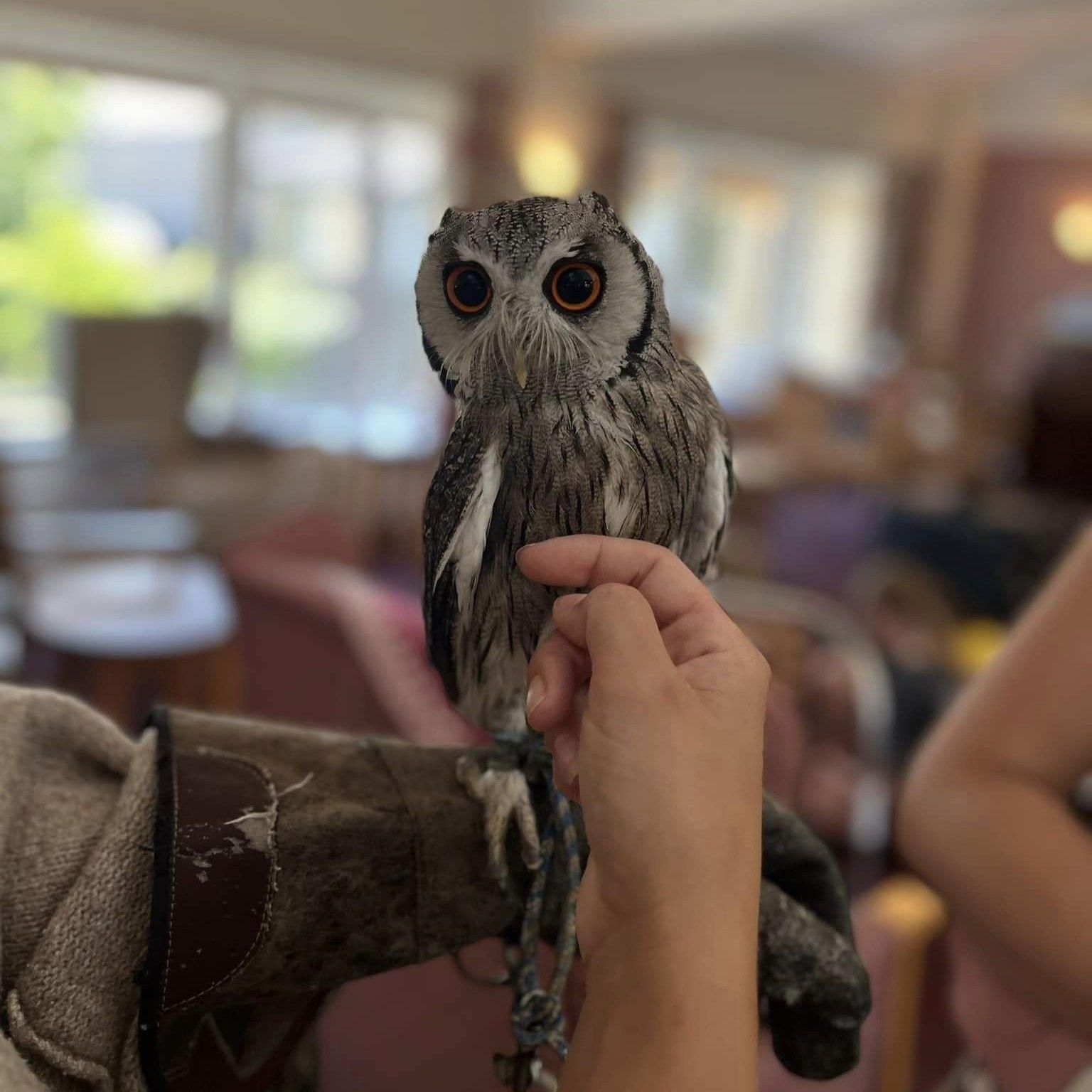 Heckmondwike care home residents go on owl adventures