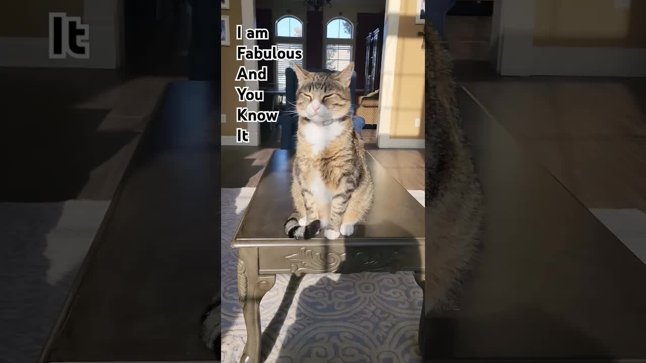 Fabulous Cat Sitting on Coffee Table