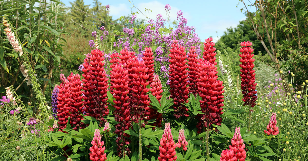 9 Difficult Perennials To Try Growing (Avoid For An Easier Garden)
