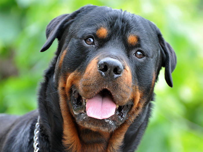 The Top 10 Most Beautiful Dog Breeds In The World, Based On Science ...