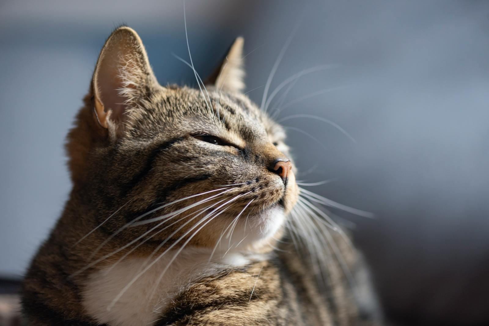 10 Cat Breeds That Are Low-Shedding and Hypoallergenic-Friendly