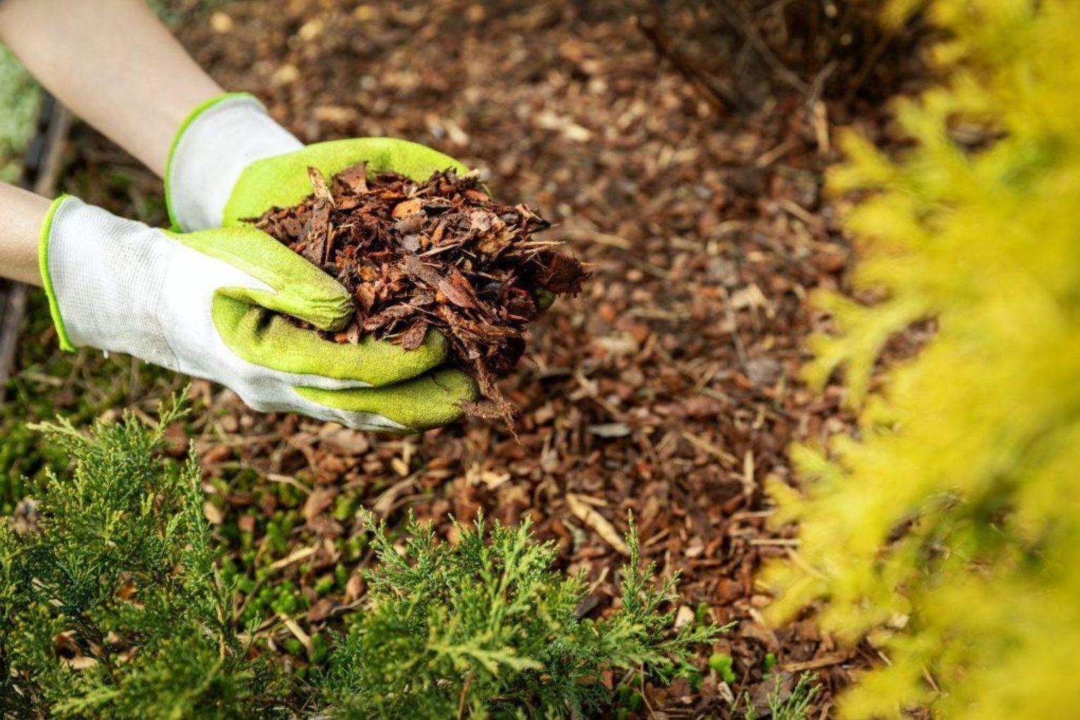 Expert reveals how mulching can nourish and protect your garden