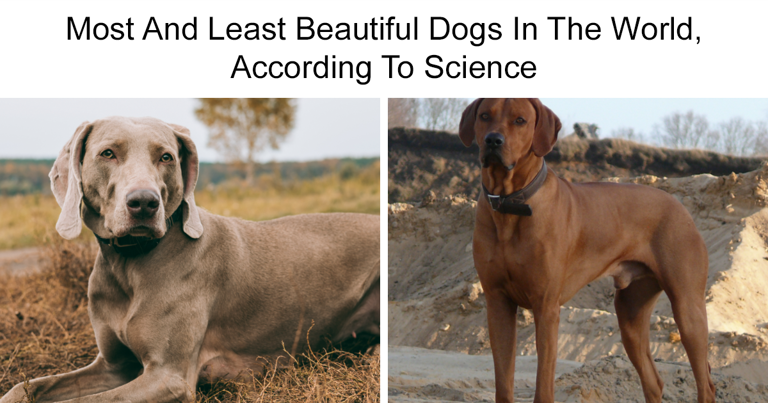 The Top 10 Most Beautiful Dog Breeds In The World, Based On Science ...