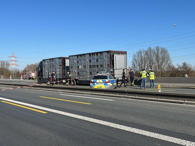 A1 bei Dortmund: Kuh-Transporter sorgt für Vollsperrung
