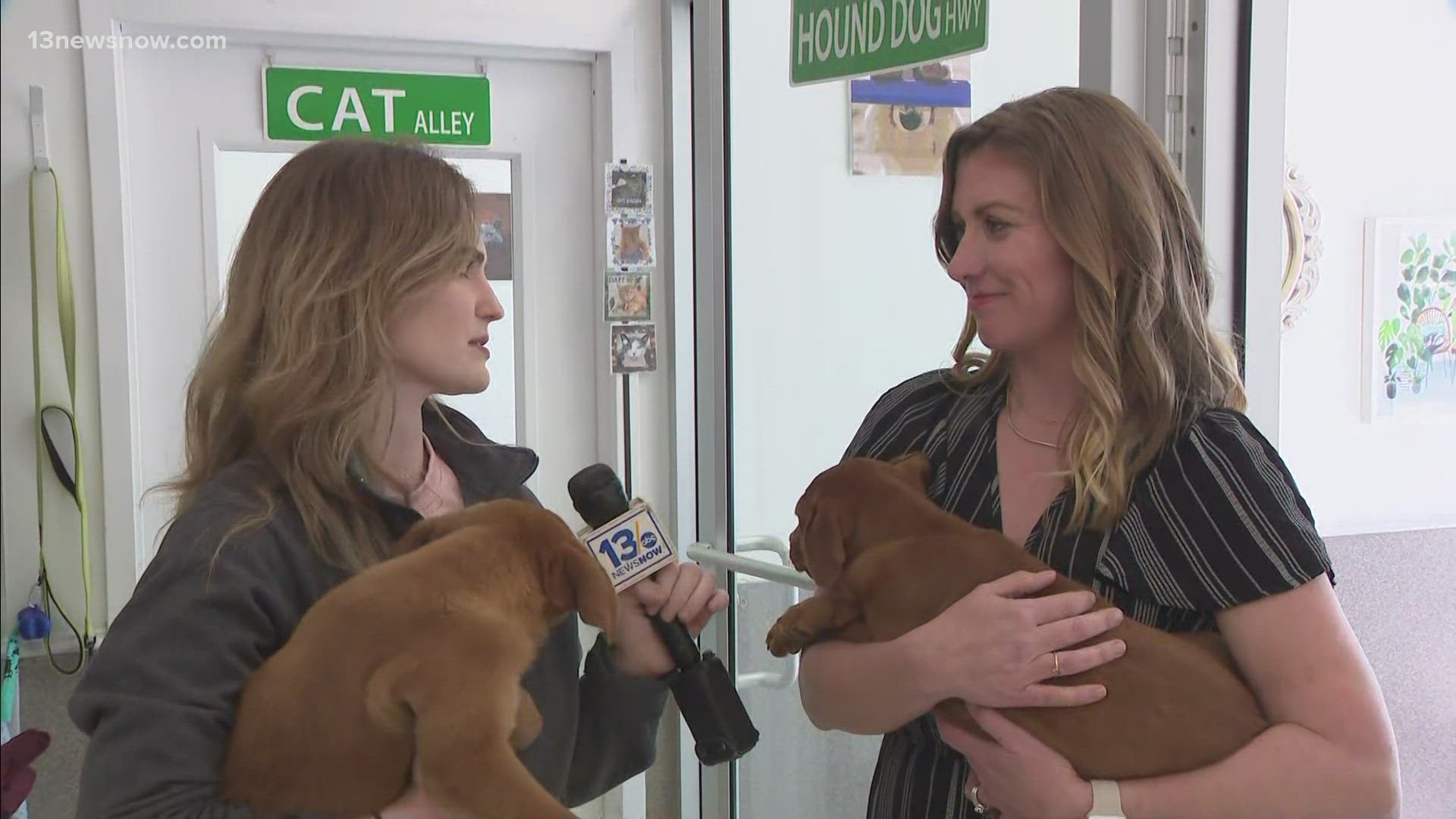 Thousands of dogs and cats are euthanized in Virginia every year. Here ...